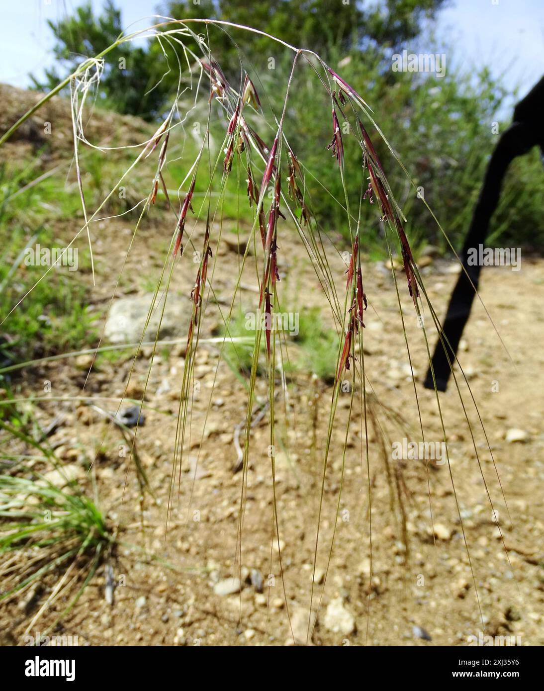purple needlegrass (Nassella pulchra) Plantae Stock Photo - Alamy