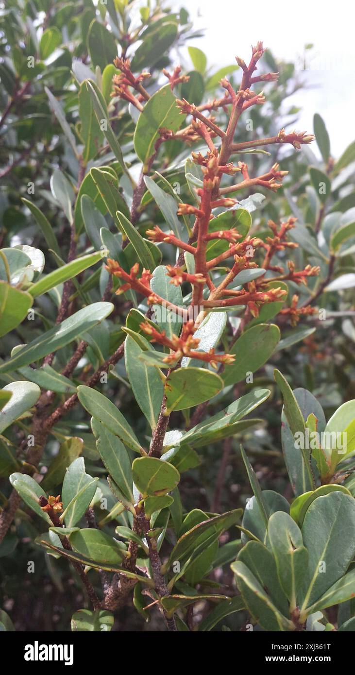 (Asteropeia densiflora) Plantae Stock Photo - Alamy