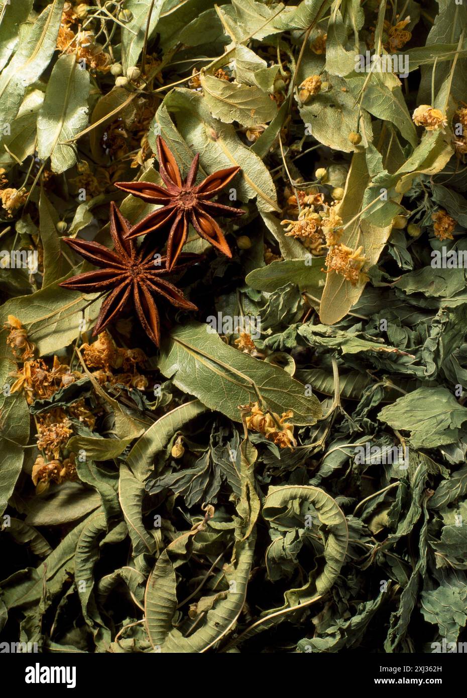 Plants for infusions Stock Photo - Alamy