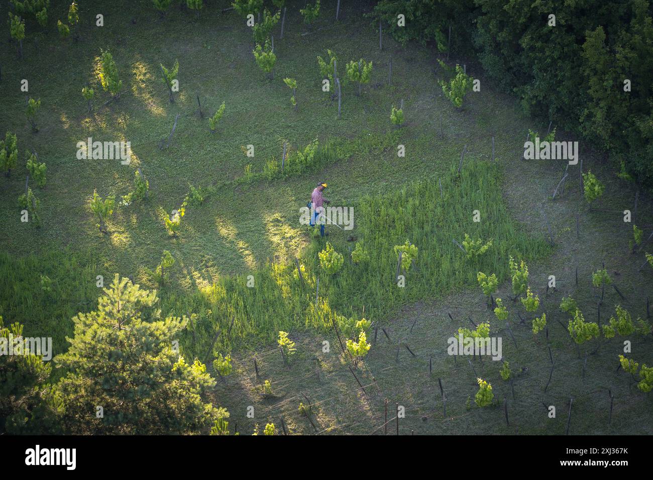 Sátoraljaújhely, Hungary - Jun 15 2024: Aerial shot of a gardener ...