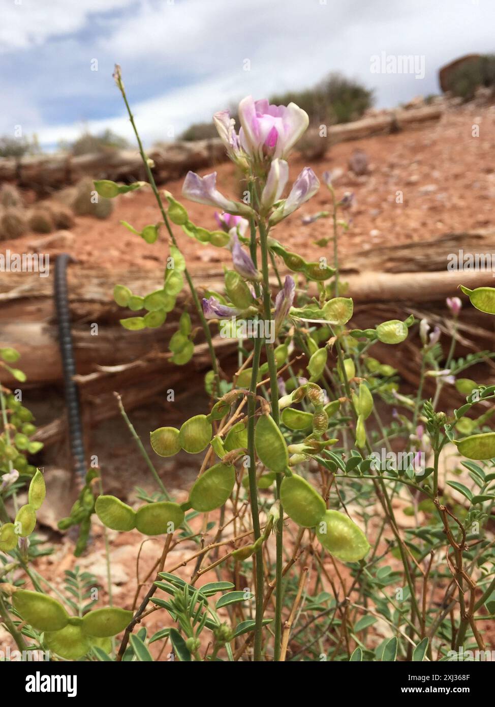 Boreal Sweet-vetch (Hedysarum boreale) Plantae Stock Photo - Alamy