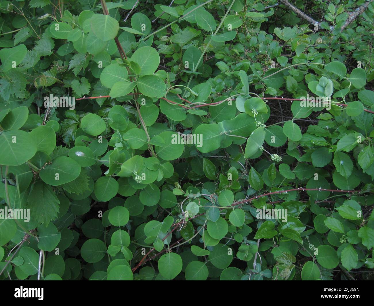 Grape Honeysuckle (Lonicera reticulata) Plantae Stock Photo - Alamy