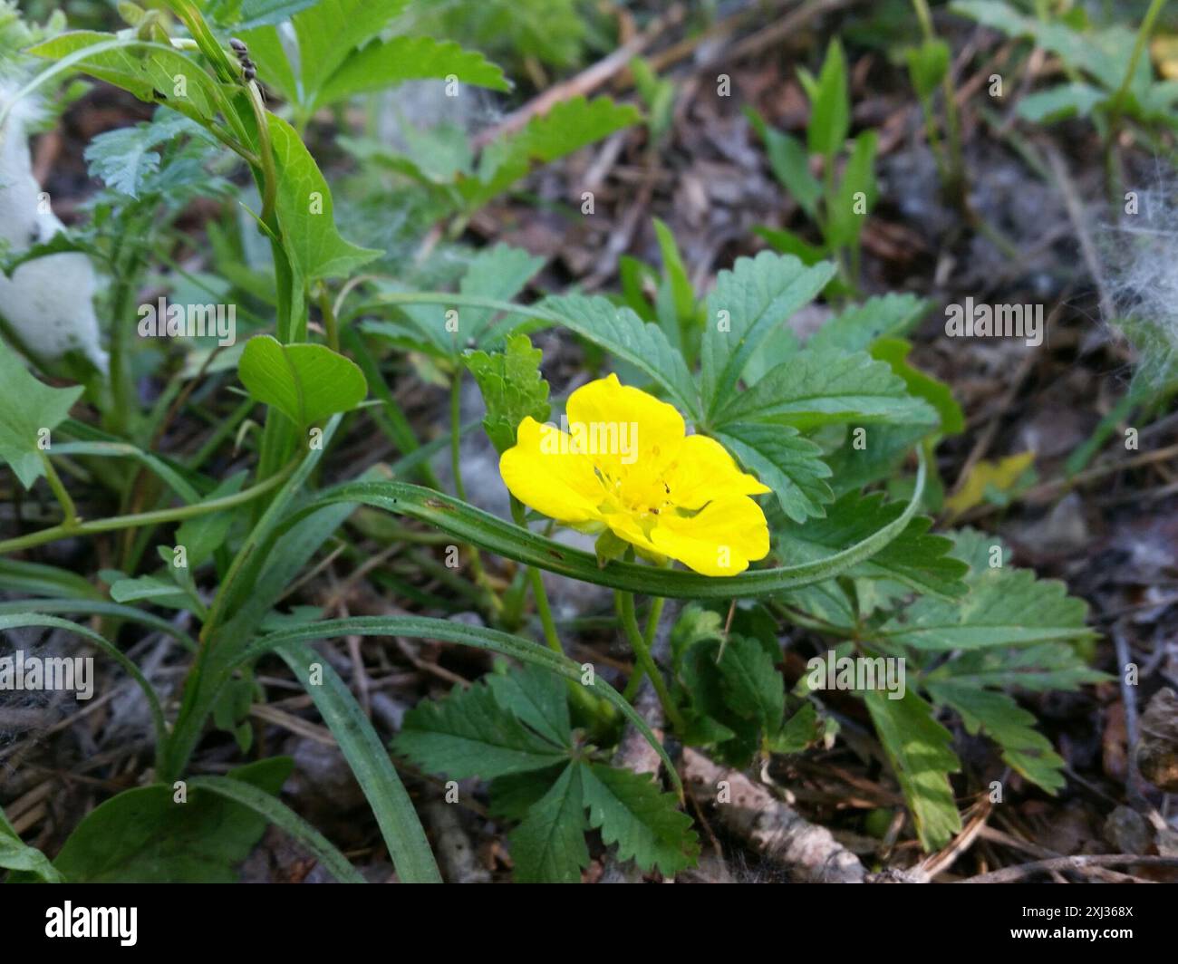 Creeping cinquefoil (Potentilla reptans) Plantae Stock Photo - Alamy