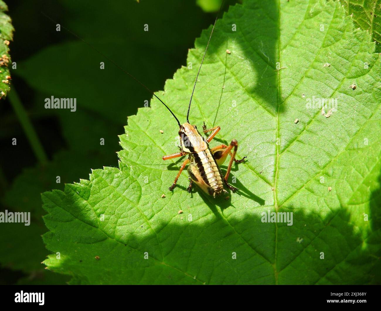 Marbled Bush-crickets (Eupholidoptera) Insecta Stock Photo - Alamy