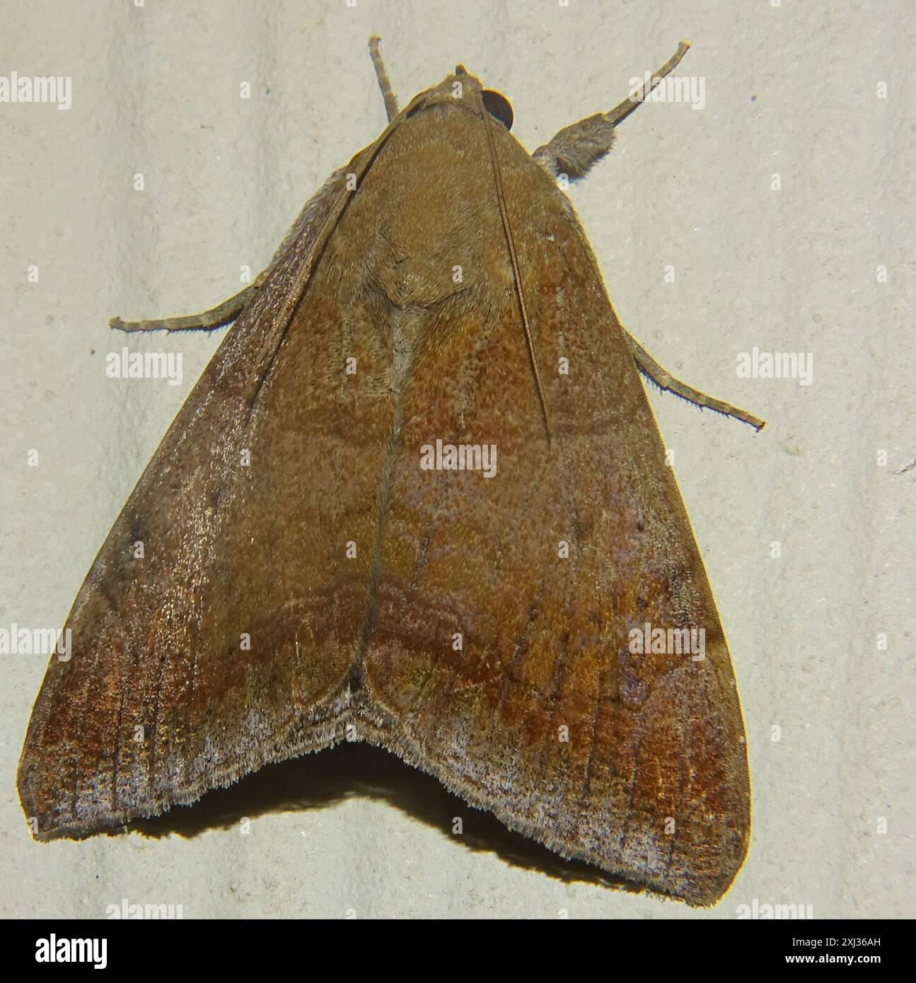 Semi looper hi-res stock photography and images - Alamy