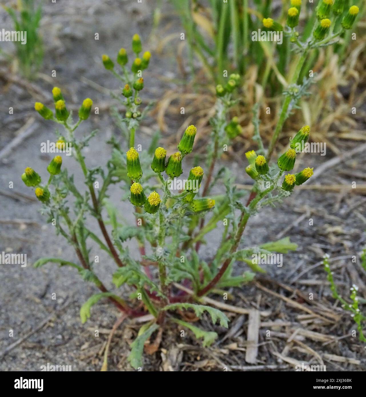 common groundsel (Senecio vulgaris) Plantae Stock Photo - Alamy