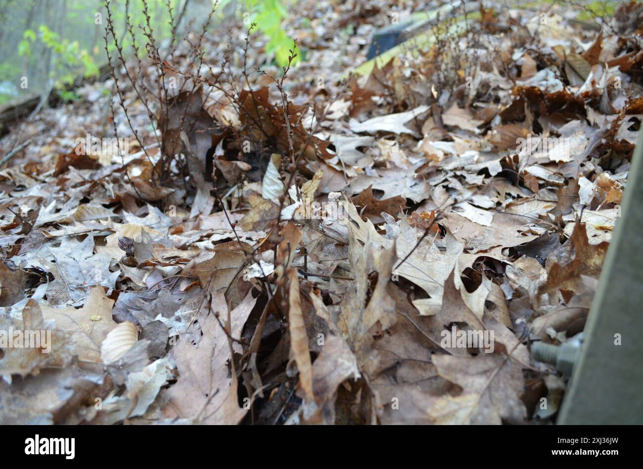 Beechdrops (Epifagus virginiana) Plantae Stock Photo - Alamy