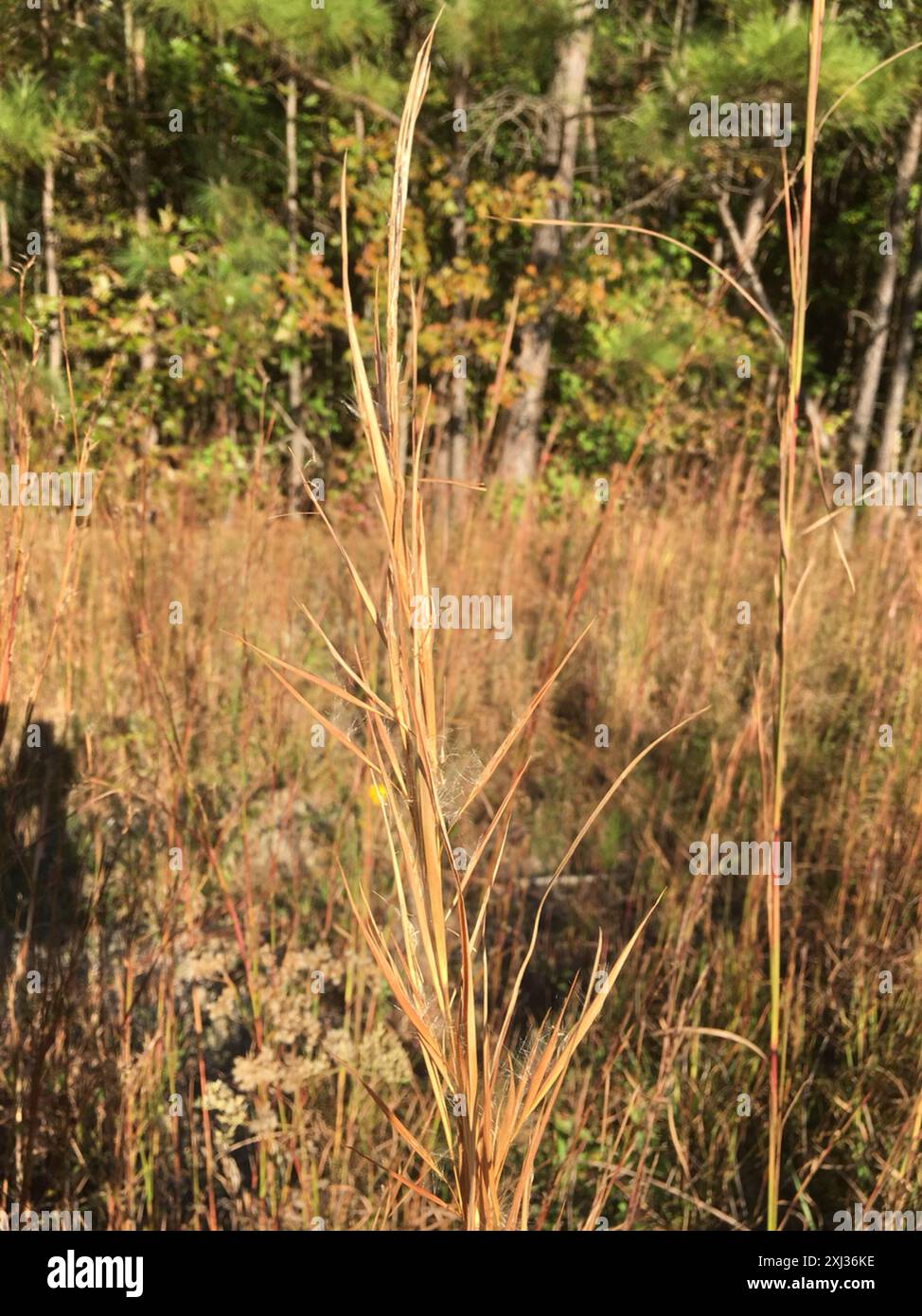 broomsedge bluestem (Andropogon virginicus) Plantae Stock Photo - Alamy