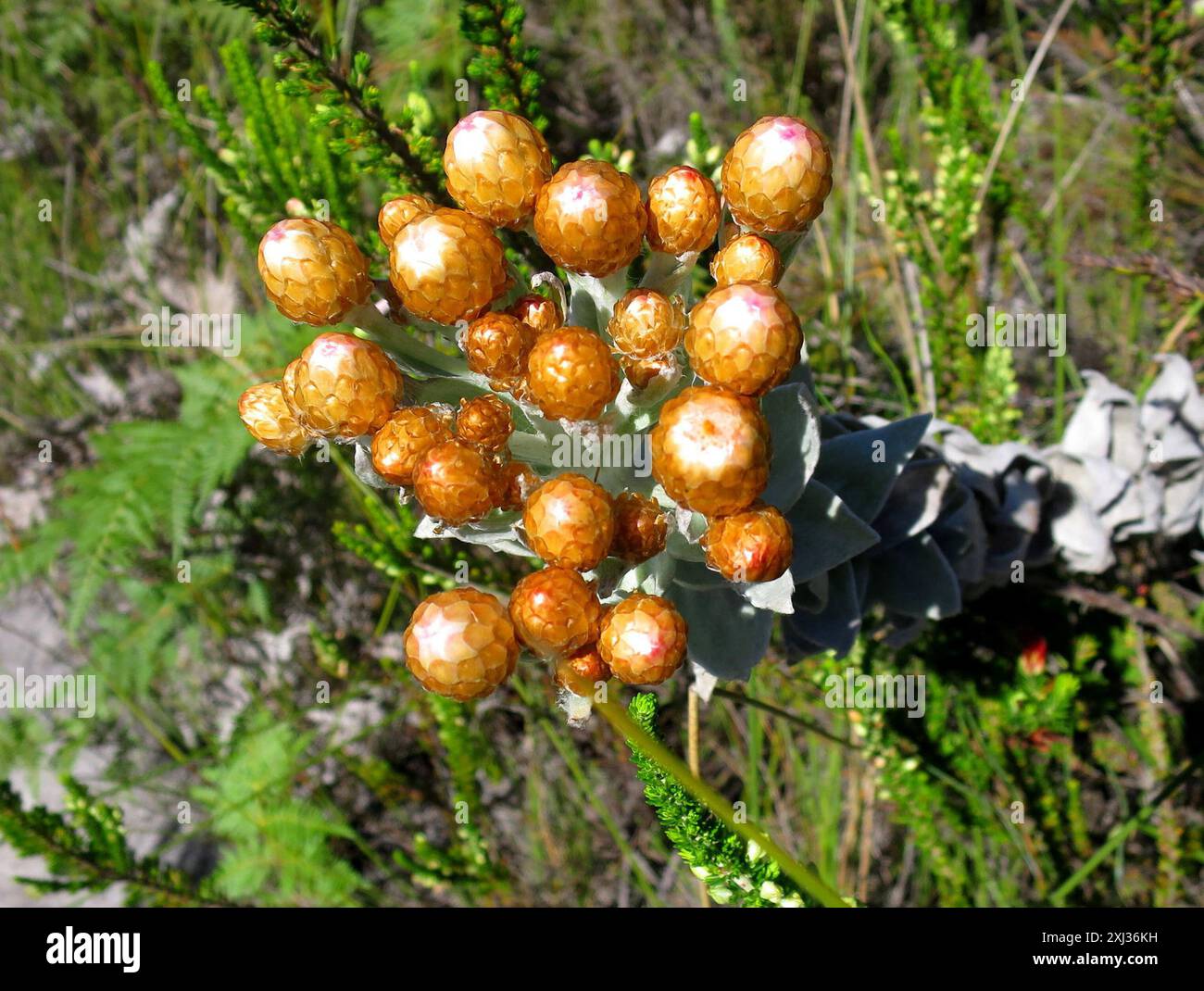 Strawberry Sewejaartjie (Syncarpha eximia) Plantae Stock Photo - Alamy