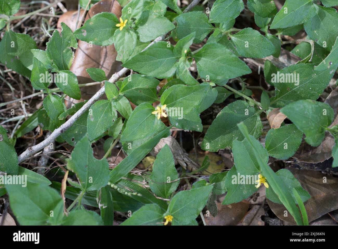 straggler daisy (Calyptocarpus vialis) Plantae Stock Photo - Alamy