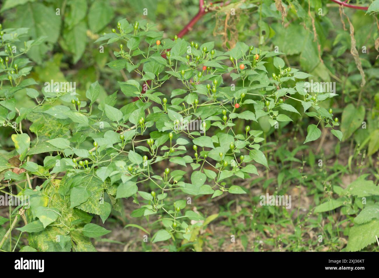 chili pepper (Capsicum annuum) Plantae Stock Photo - Alamy