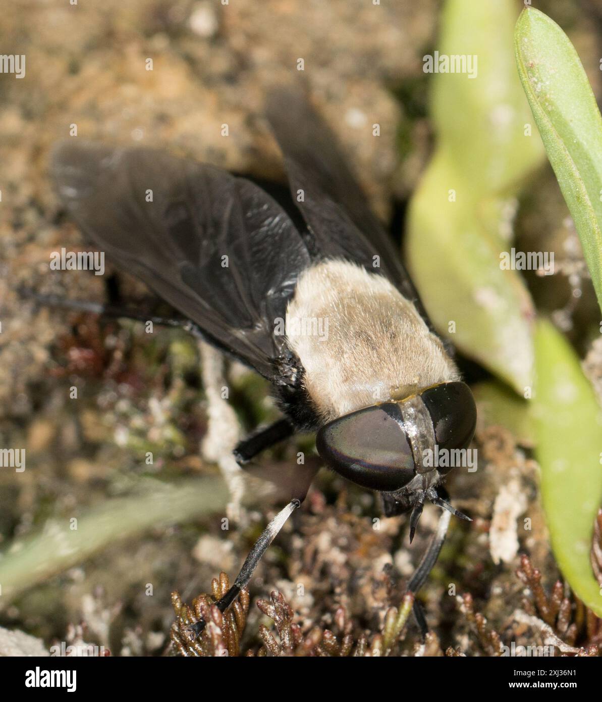 Western Black Horse Fly (Tabanus punctifer) Insecta Stock Photo - Alamy