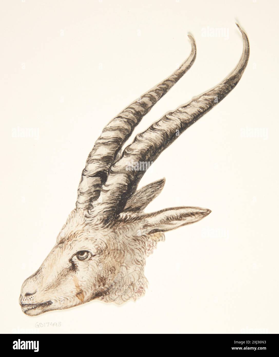 The head of a mountainged Ubekendt KKS Drawing Hovedet af en bjergged ...