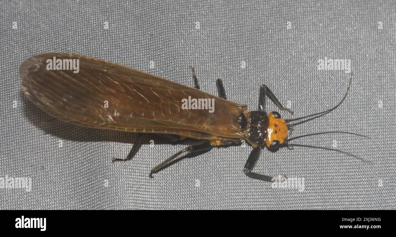 Common Stoneflies (Perlidae) Insecta Stock Photo - Alamy