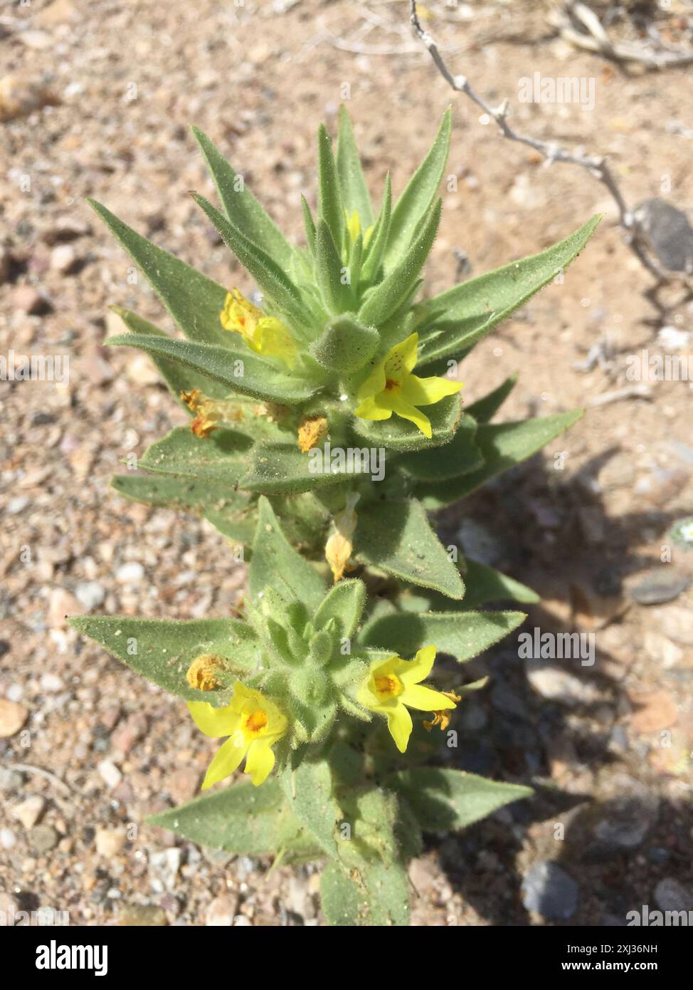 golden desert-snapdragon (Mohavea breviflora) Plantae Stock Photo - Alamy