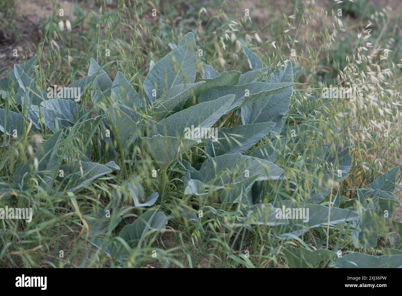 Buffalo Gourd (Cucurbita foetidissima) Plantae Stock Photo - Alamy