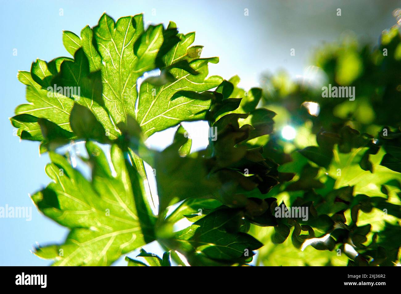 curly-leaved parsley in sun Stock Photo - Alamy
