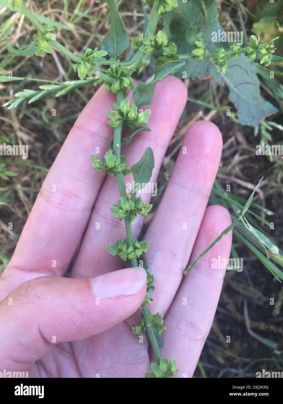 fiddle dock (Rumex pulcher) Plantae Stock Photo - Alamy