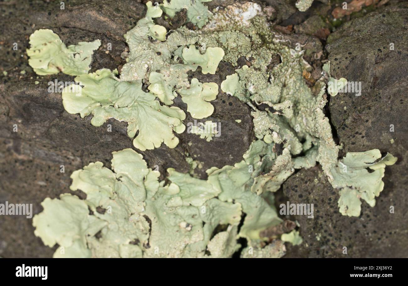 common lichens (Lecanoromycetes) Fungi Stock Photo - Alamy