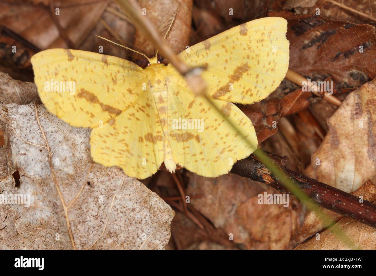 Crocus Geometer Moths (Xanthotype) Insecta Stock Photo - Alamy