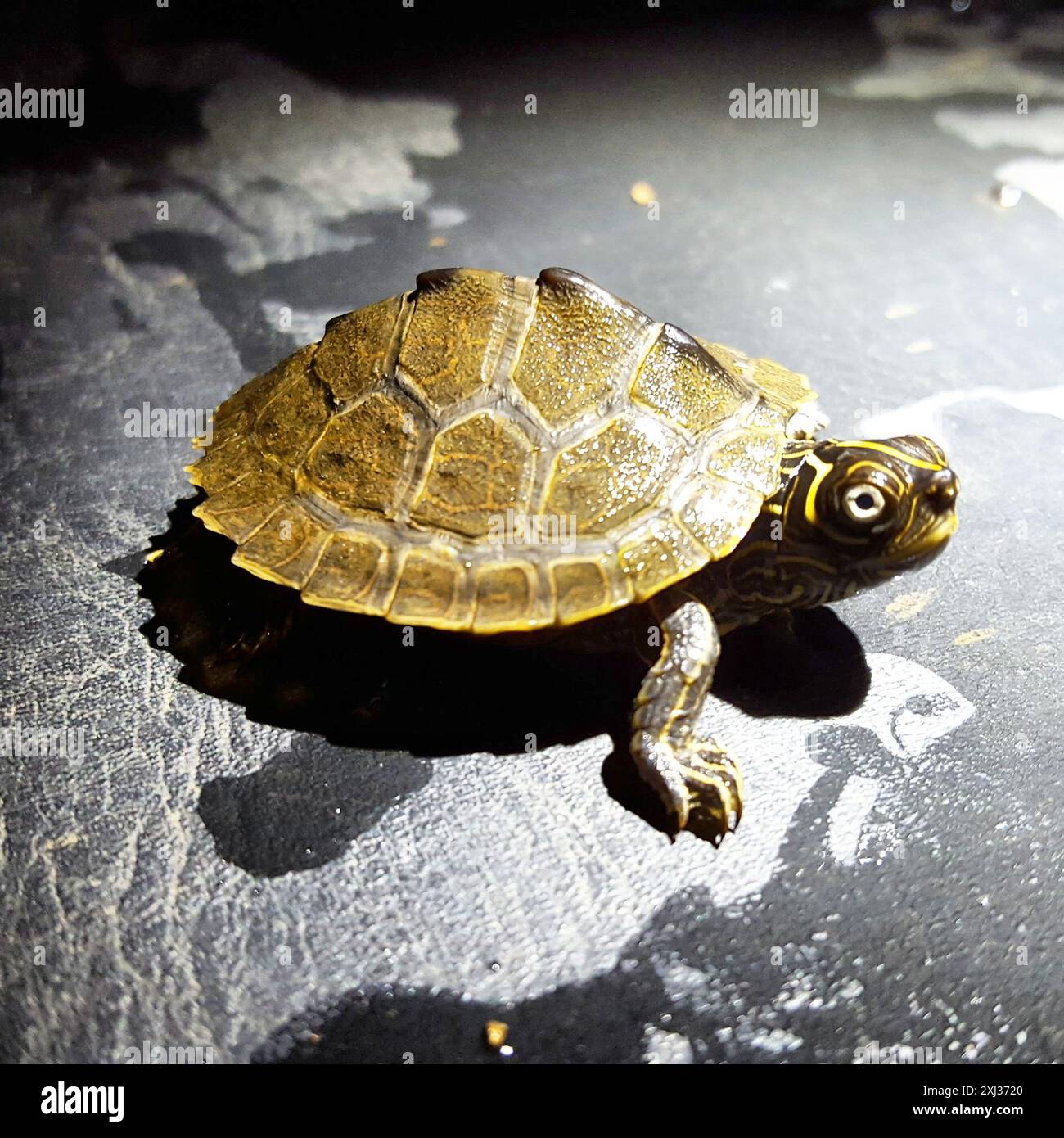 Mississippi Map Turtle (Graptemys pseudogeographica kohnii) Reptilia ...