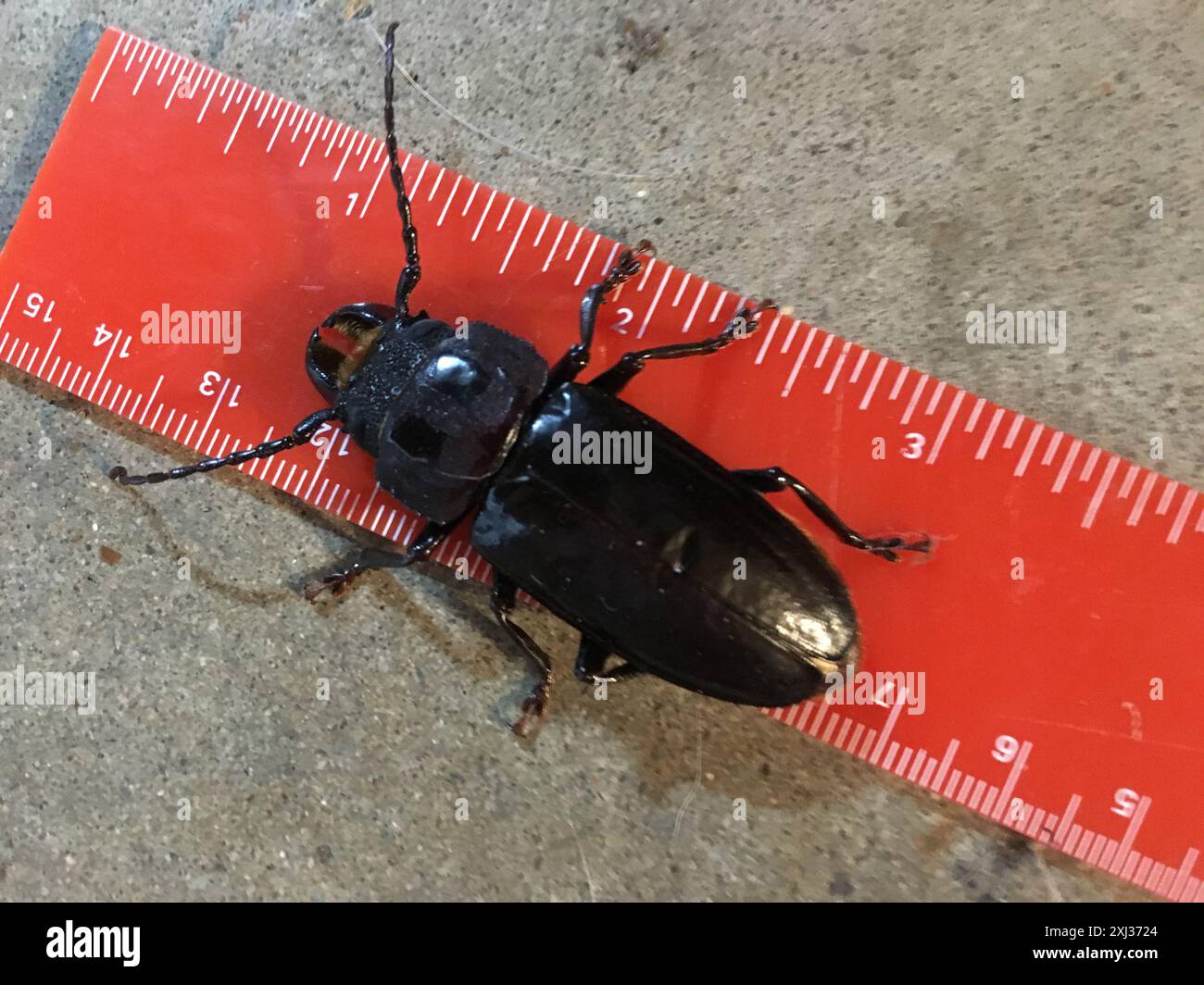 Hardwood Stump Borer (Mallodon dasystomus) Insecta Stock Photo - Alamy