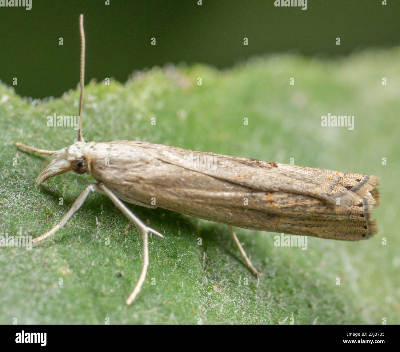 Bluegrass Webworm Moth (Parapediasia teterrellus) Insecta Stock Photo ...