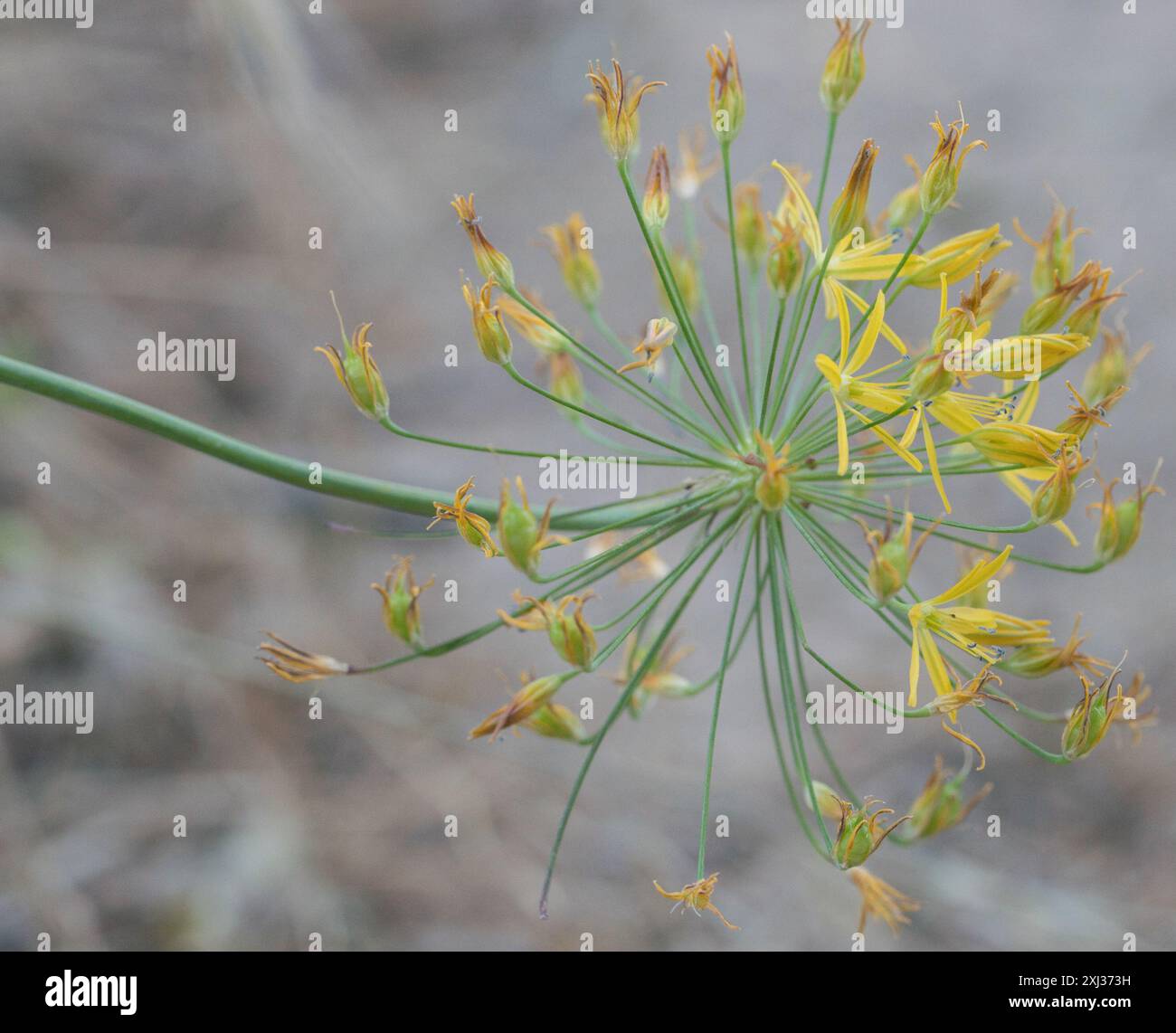 Goldenstar bloomeria crocea hi-res stock photography and images - Alamy