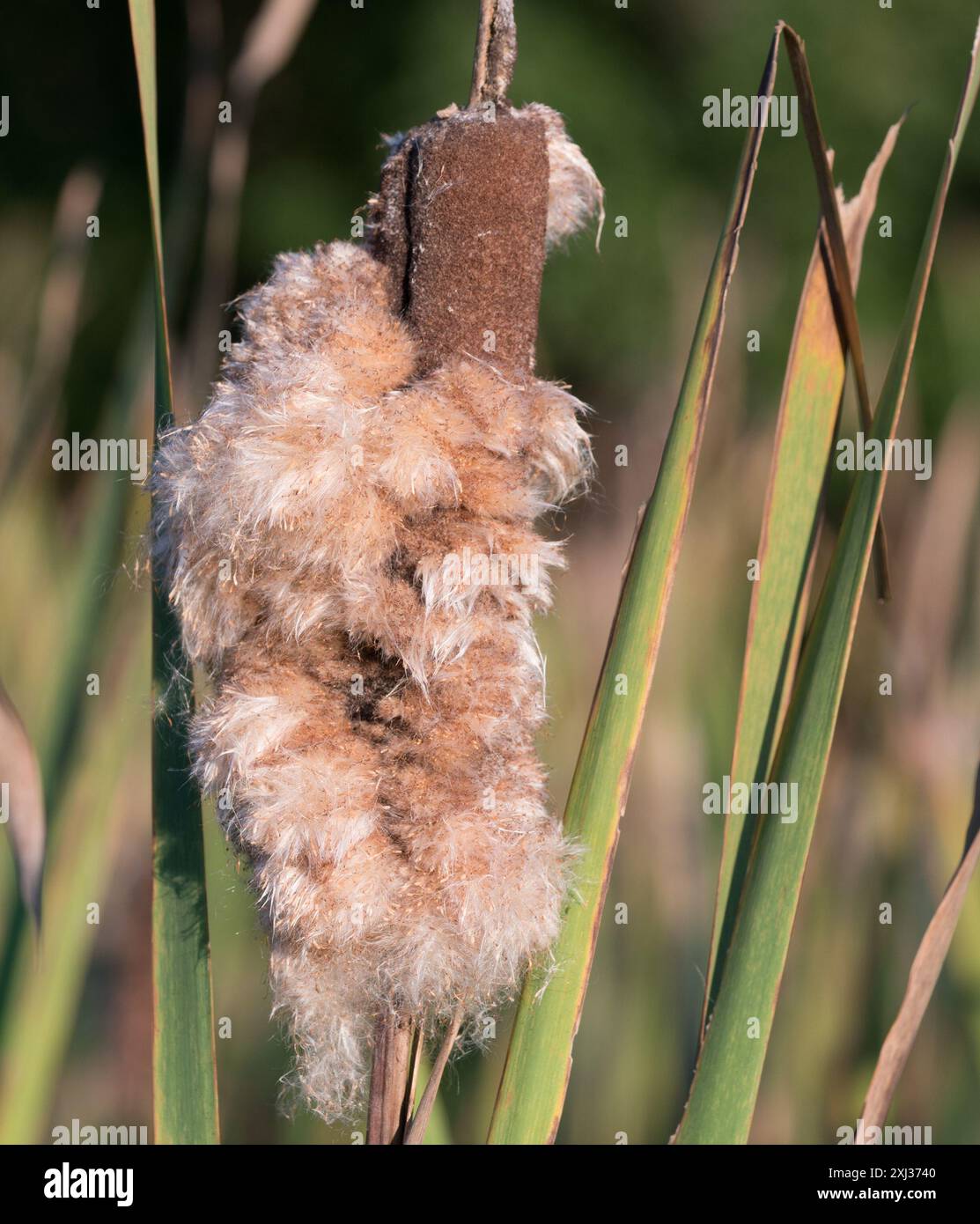 Cattails (Typha) Plantae Stock Photo - Alamy
