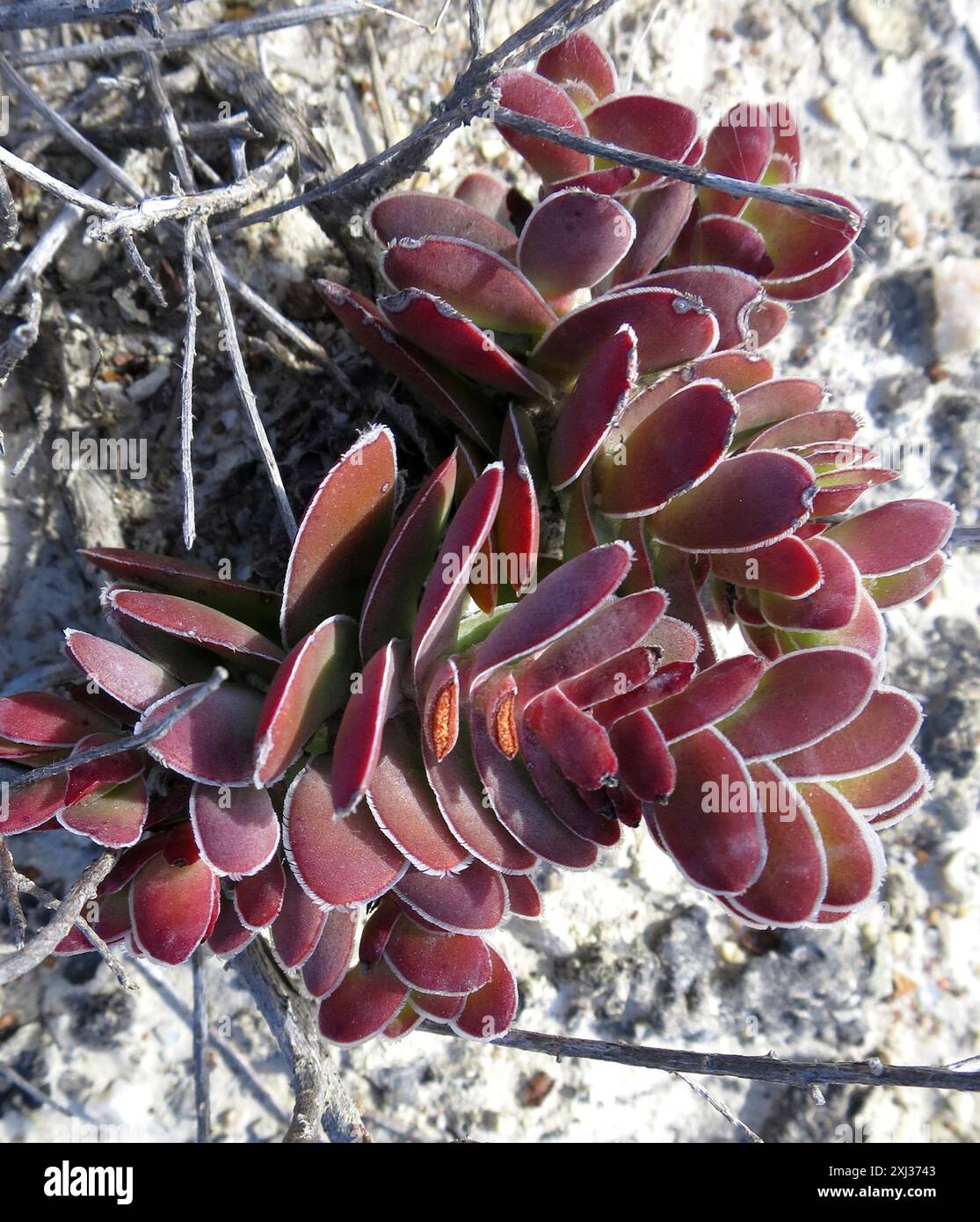 Stonecrops (Crassula) Plantae Stock Photo - Alamy
