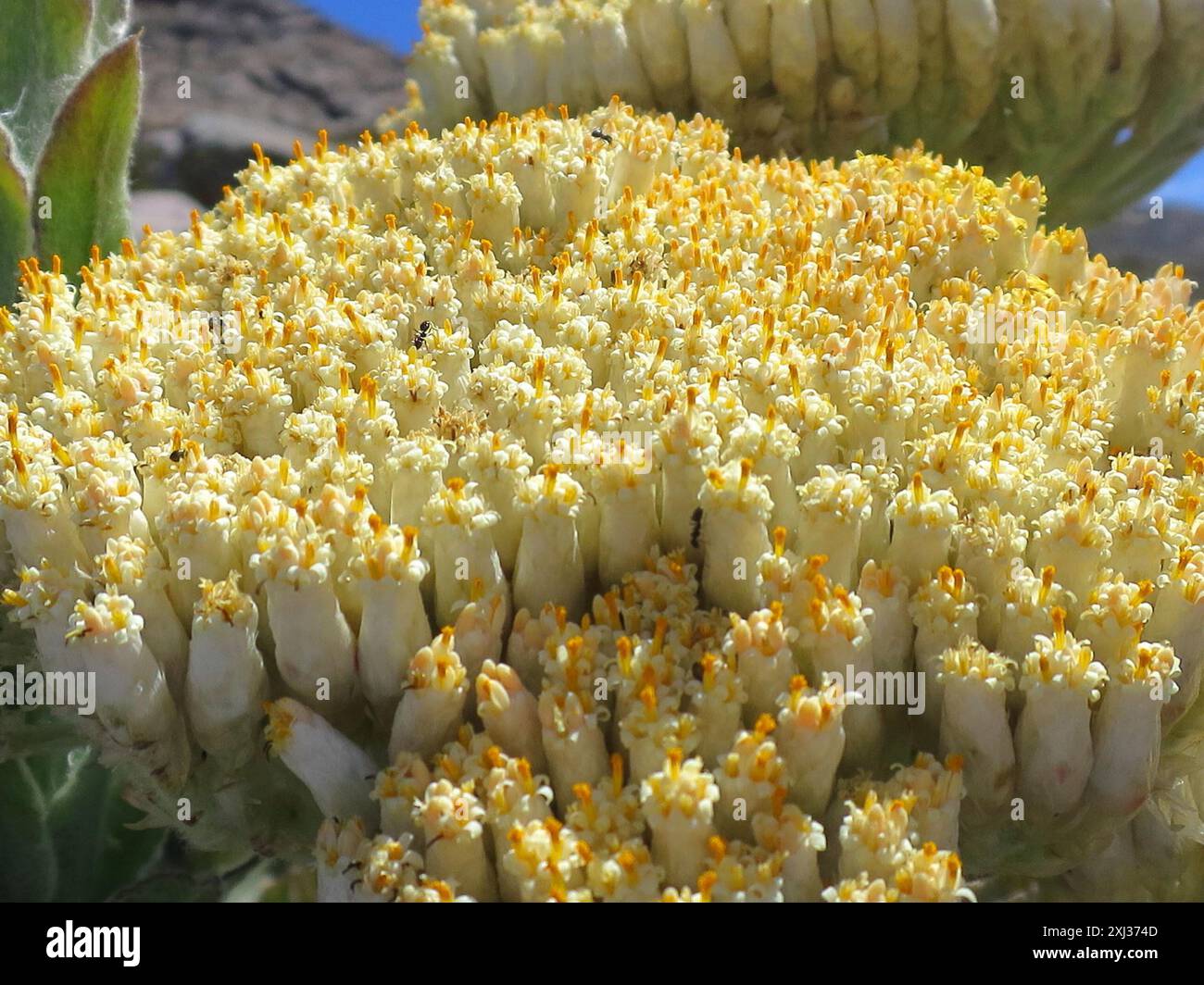 Button Sewejaartjie (Syncarpha milleflora) Plantae Stock Photo - Alamy