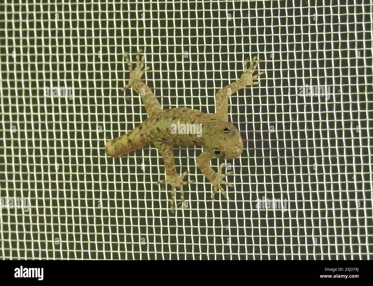 Yellow-headed Gecko (Gonatodes albogularis) Reptilia Stock Photo - Alamy