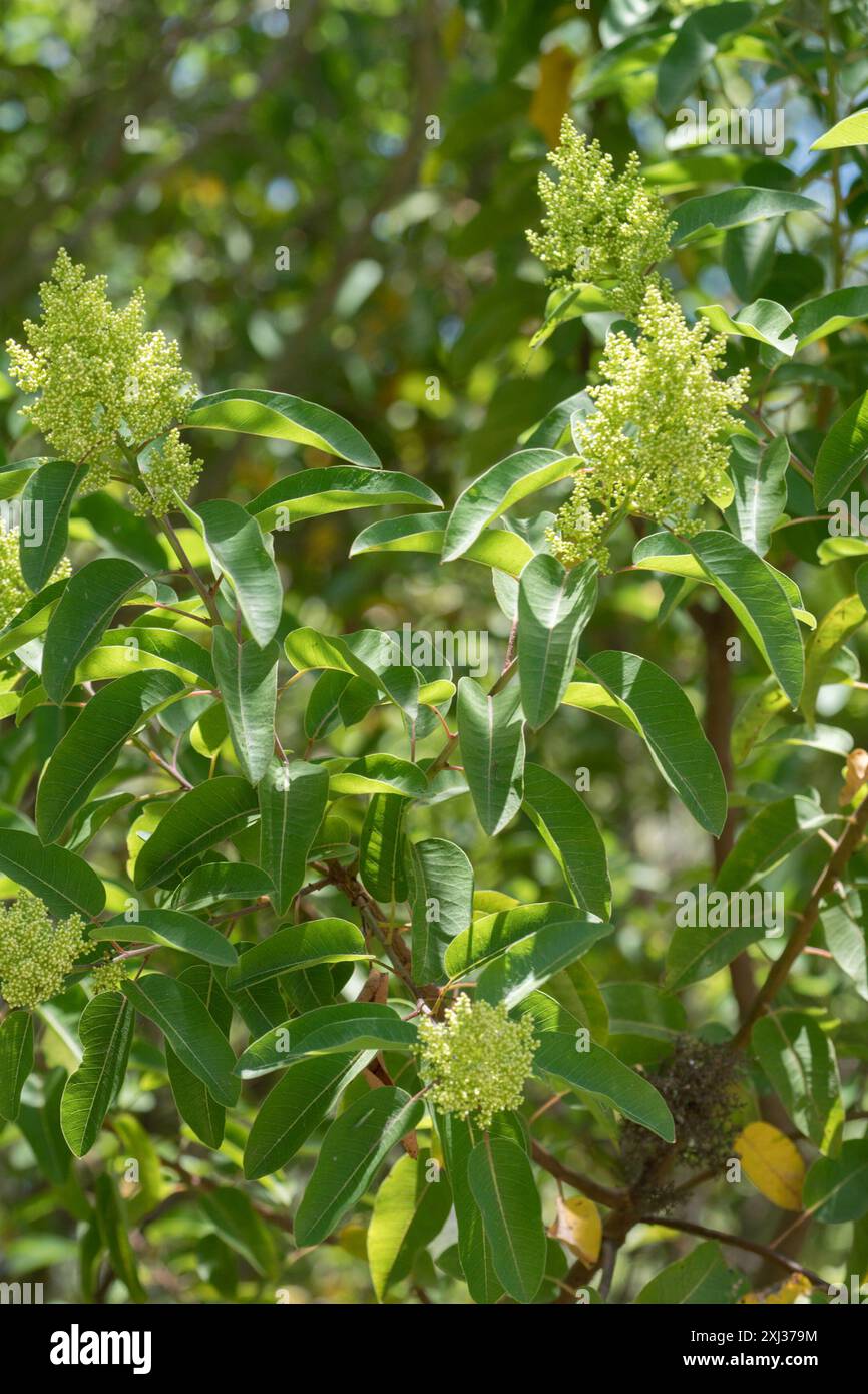 laurel sumac (Malosma laurina) Plantae Stock Photo - Alamy