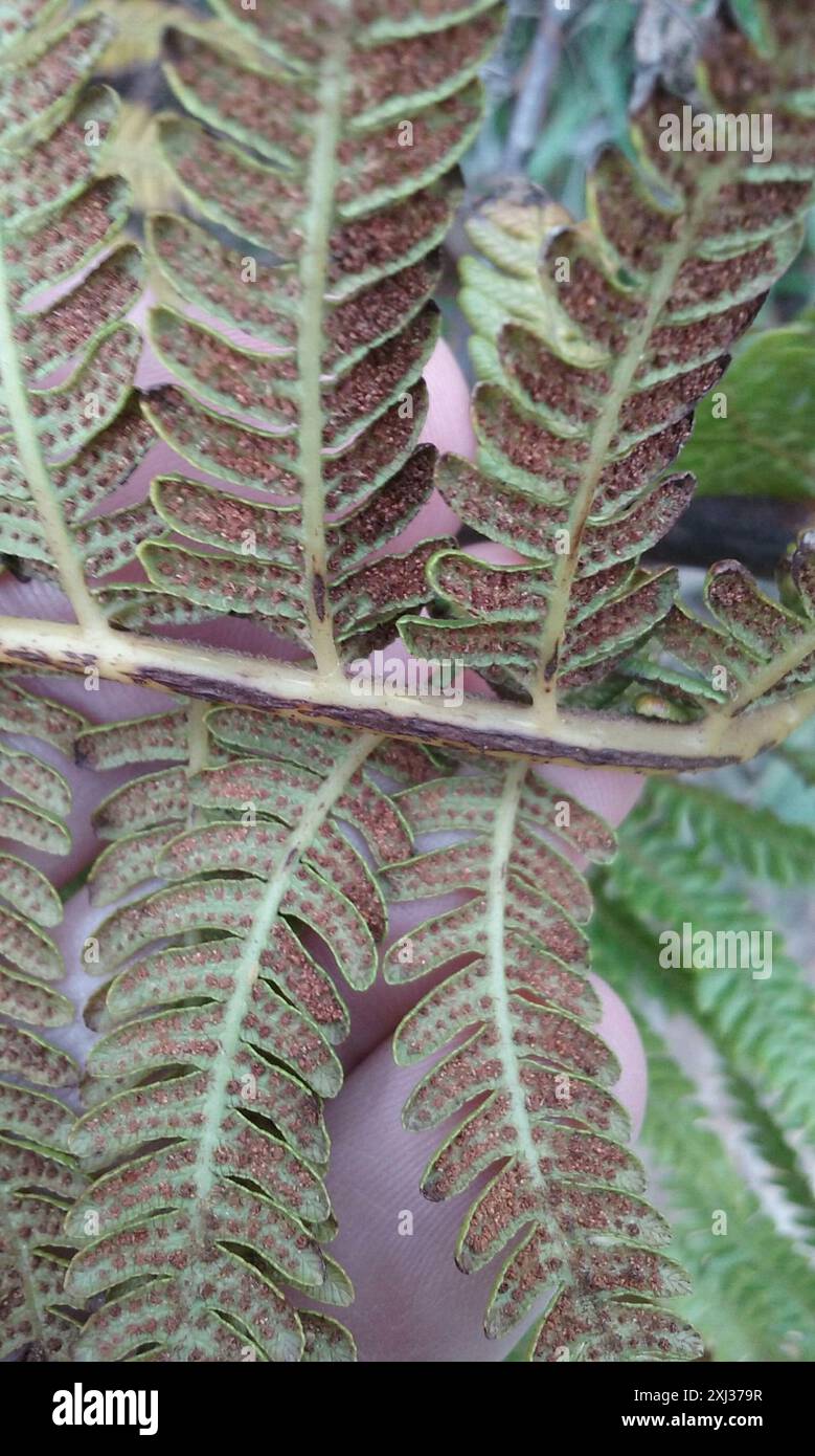 ferns (Polypodiopsida) Plantae Stock Photo - Alamy