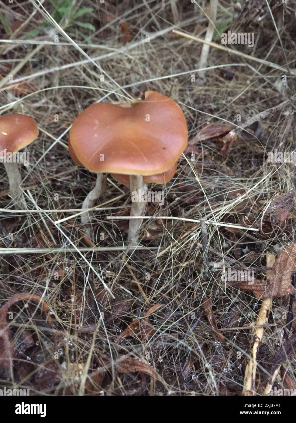 Psilocybe cyanescens hi-res stock photography and images - Alamy