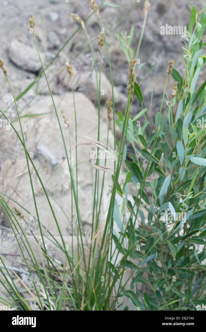 true sedges (Carex) Plantae Stock Photo - Alamy