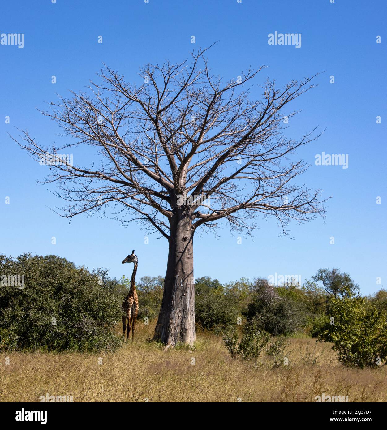 A mature Giraffe bull stands about 18ft tall, but is dwarfed when ...