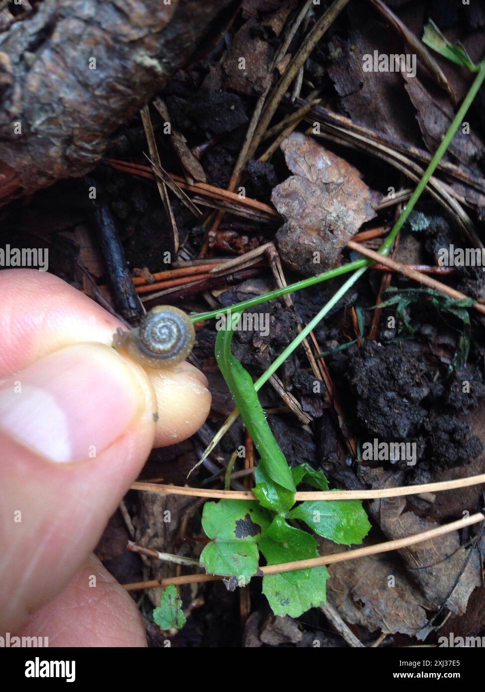 Common Land Snails and Slugs (Stylommatophora) Mollusca Stock Photo - Alamy