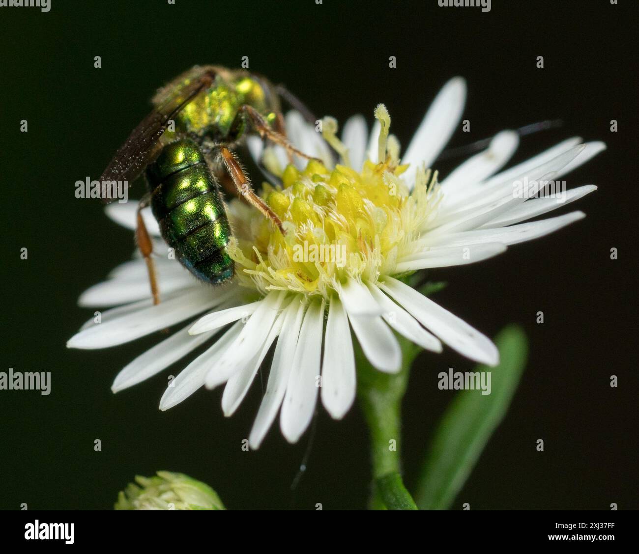 Pure Green Sweat bee (Augochlora pura) Insecta Stock Photo - Alamy