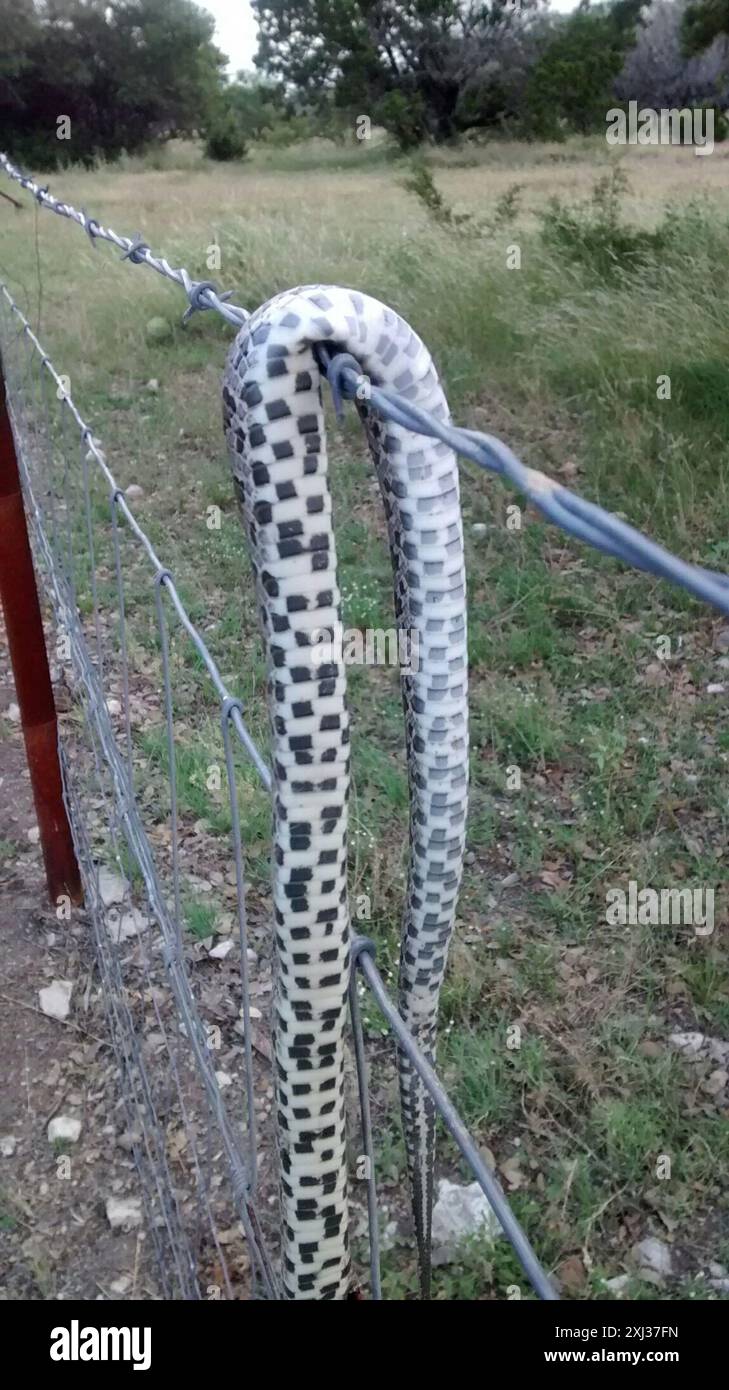 Great Plains Ratsnake (Pantherophis emoryi) Reptilia Stock Photo - Alamy