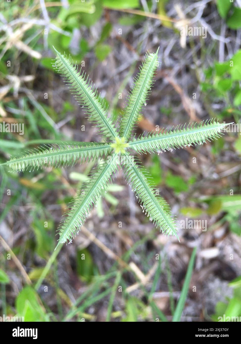 Durban Crowfoot (Dactyloctenium aegyptium) Plantae Stock Photo - Alamy
