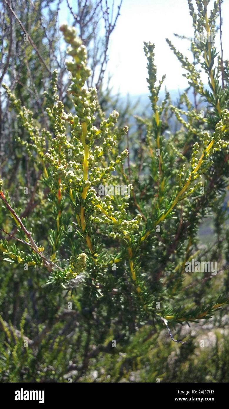 chamise (Adenostoma fasciculatum) Plantae Stock Photo - Alamy
