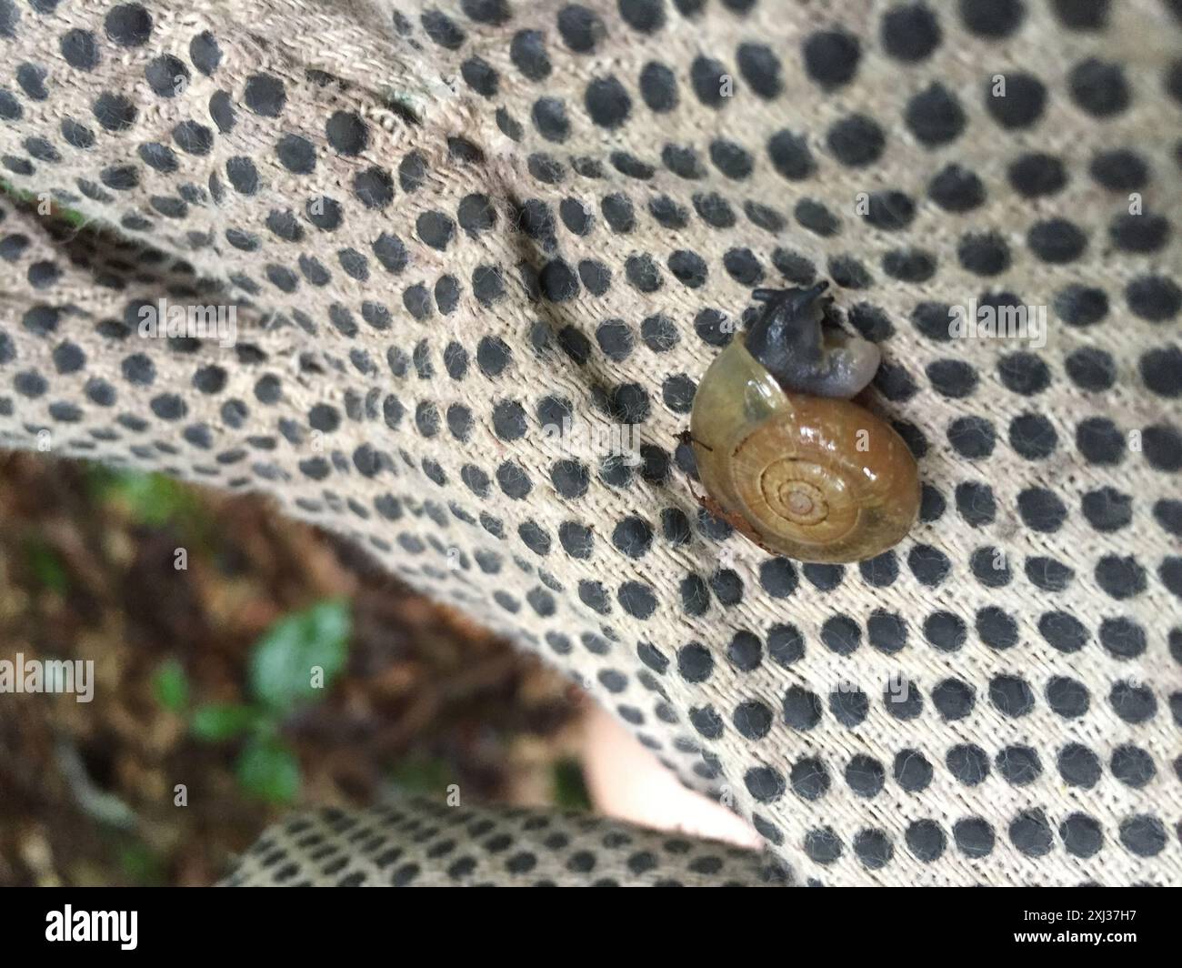 Gray-foot Lancetooth Snail (Haplotrema concavum) Mollusca Stock Photo - Alamy