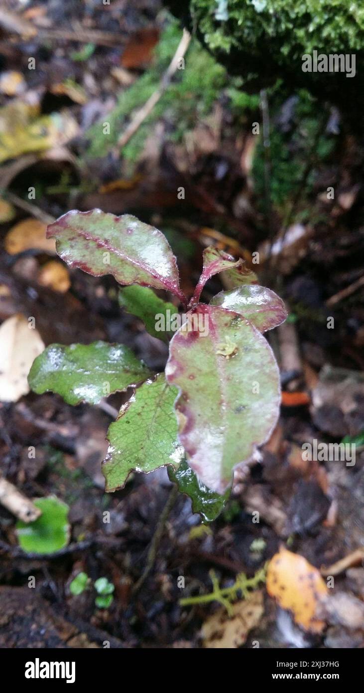 Mountain Horopito (Pseudowintera colorata) Plantae Stock Photo - Alamy