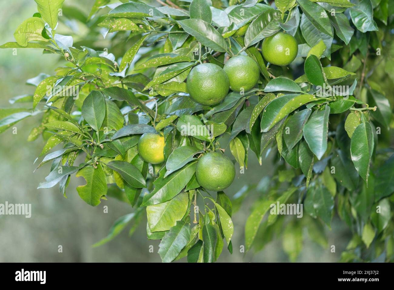 citrus (Citrus) Plantae Stock Photo - Alamy