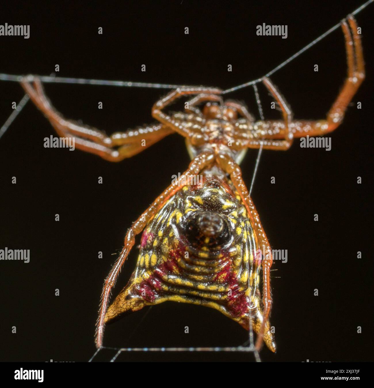 Arrow-shaped Orbweaver (Micrathena sagittata) Arachnida Stock Photo - Alamy
