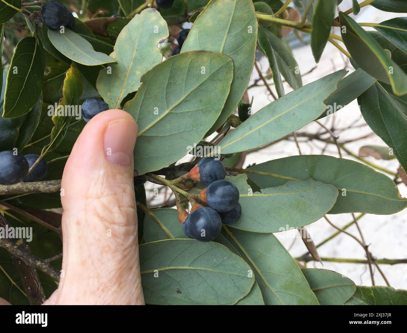 redbay (Persea borbonia) Plantae Stock Photo - Alamy