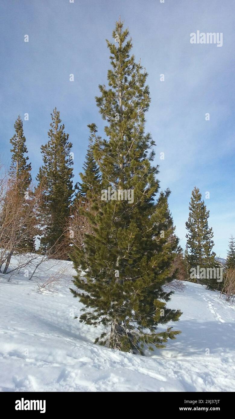 western white pine (Pinus monticola) Plantae Stock Photo - Alamy