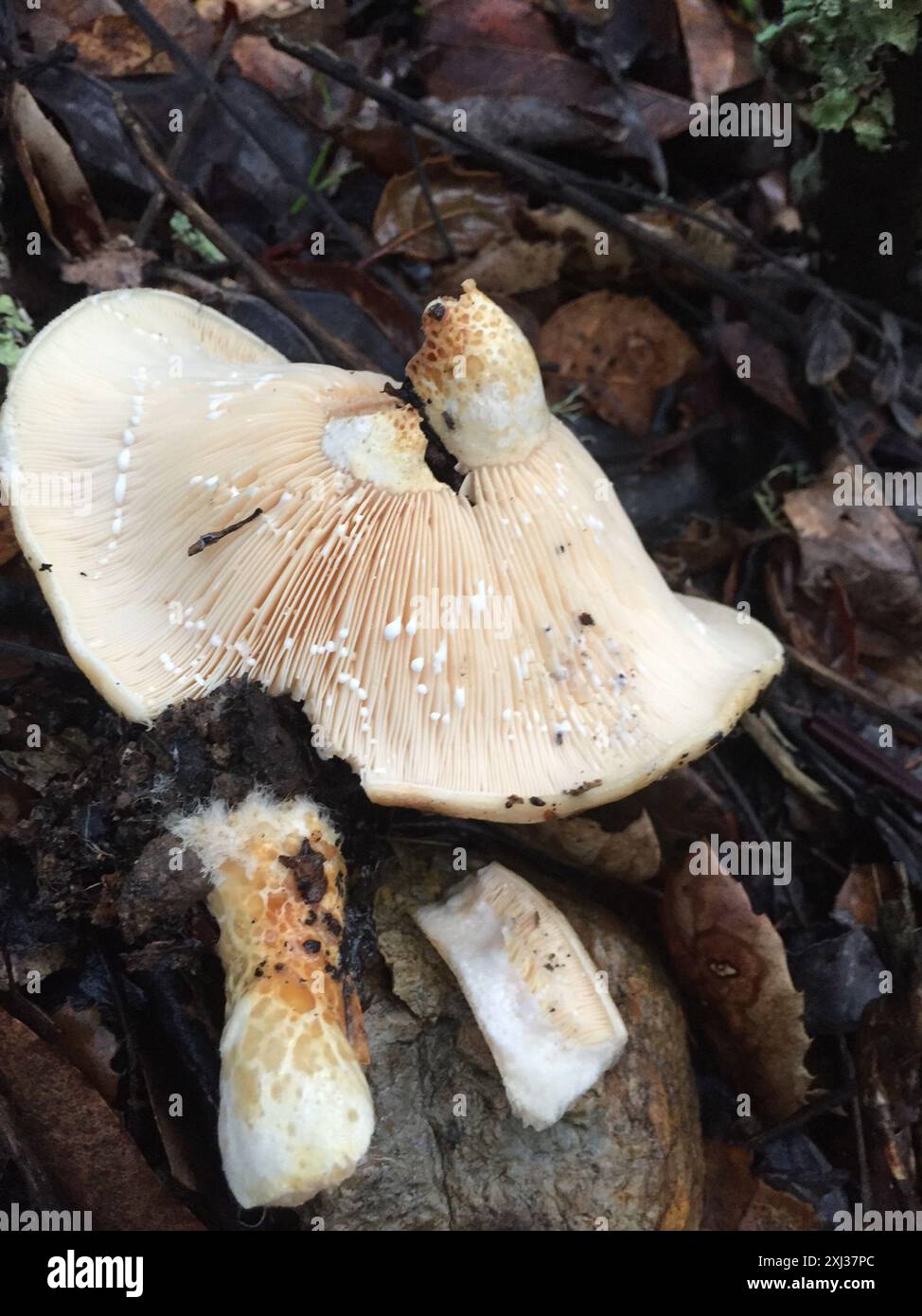 golden milkcap (Lactarius alnicola) Fungi Stock Photo - Alamy