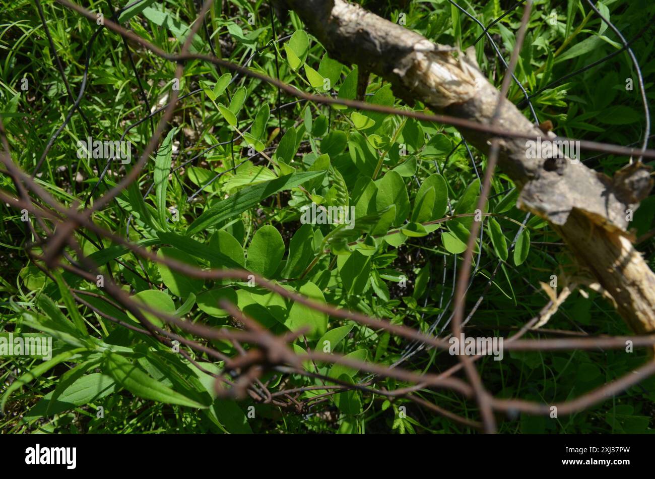 Lathyrus venosus hi-res stock photography and images - Alamy